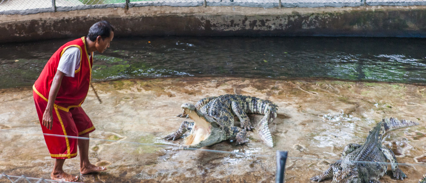 Ferme aux crocodiles